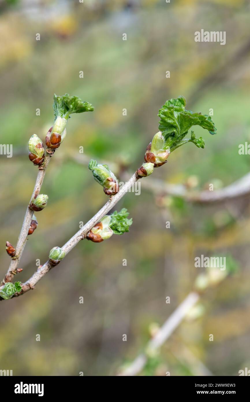 Emergeance hi-res stock photography and images - Alamy