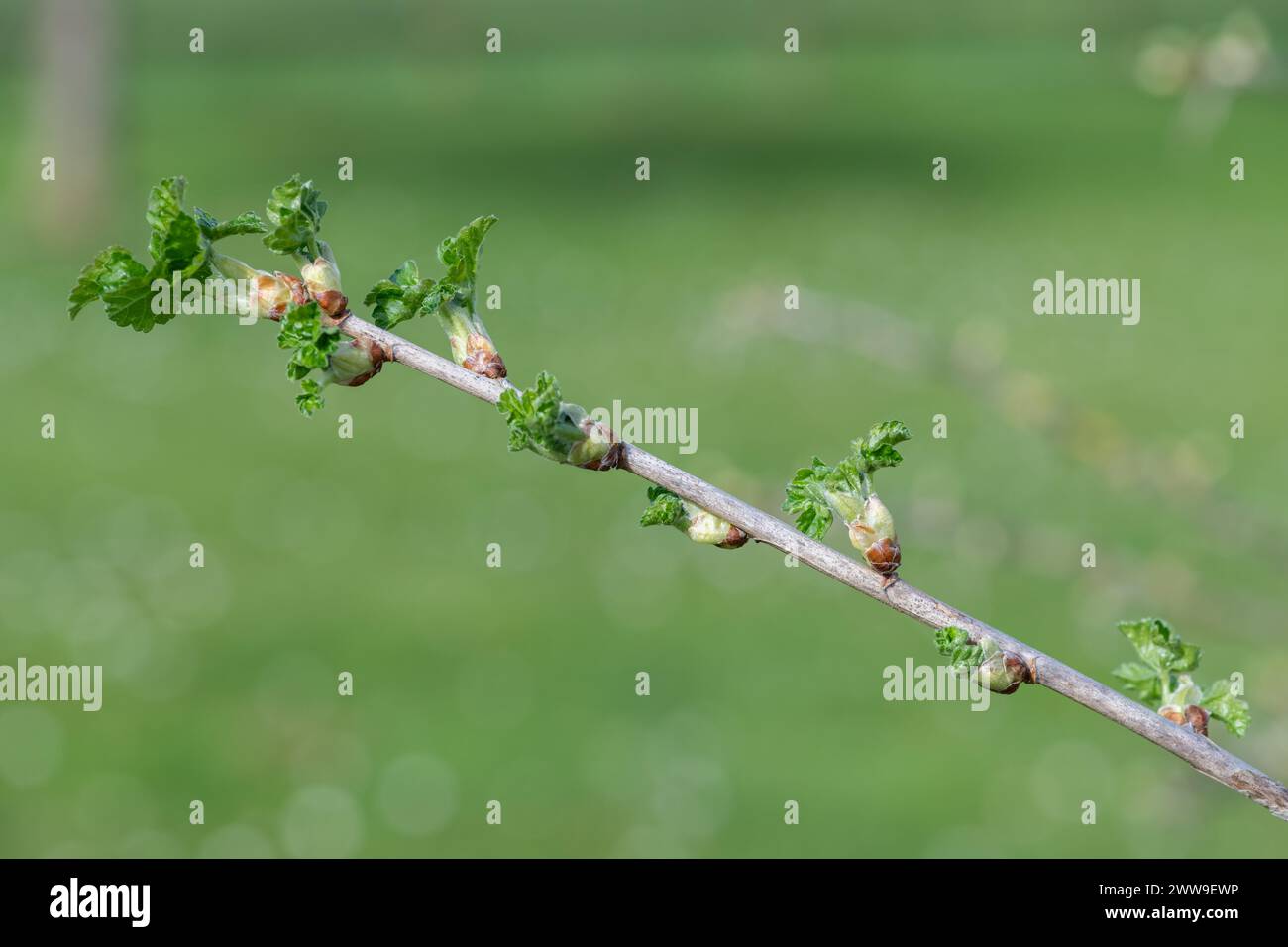 Close up of buds on a European gooseberry (ribes uva-crispa) bush Stock ...