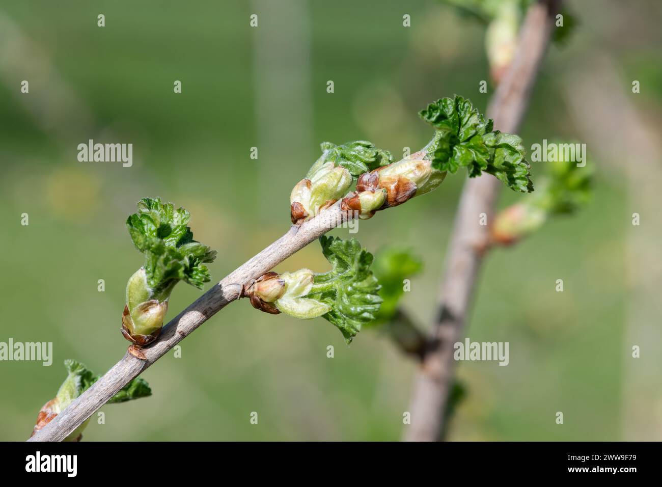 Close up of buds on a European gooseberry (ribes uva-crispa) bush Stock ...