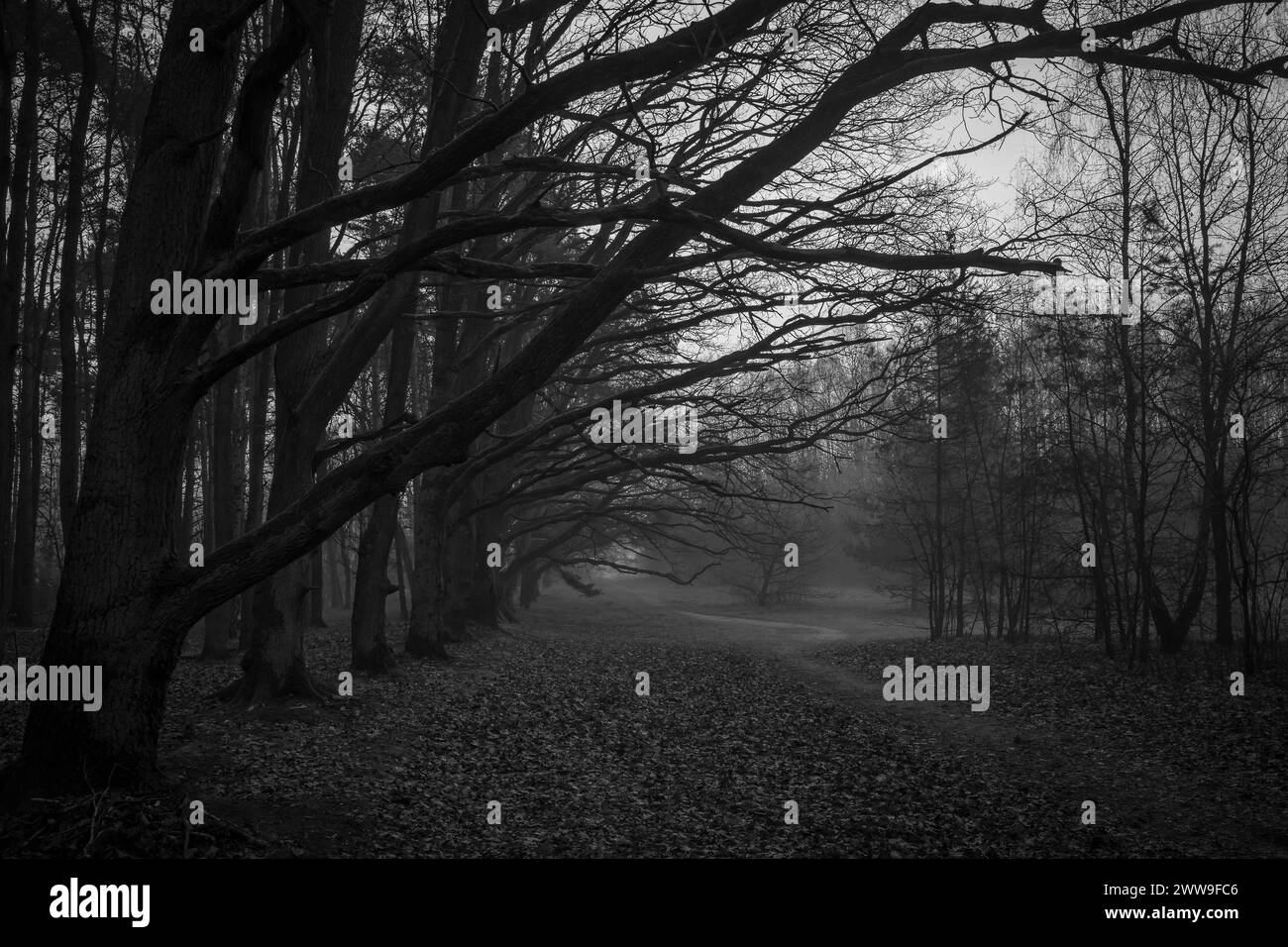 Dramatic morning view silhouette Black and White Stock Photos & Images ...