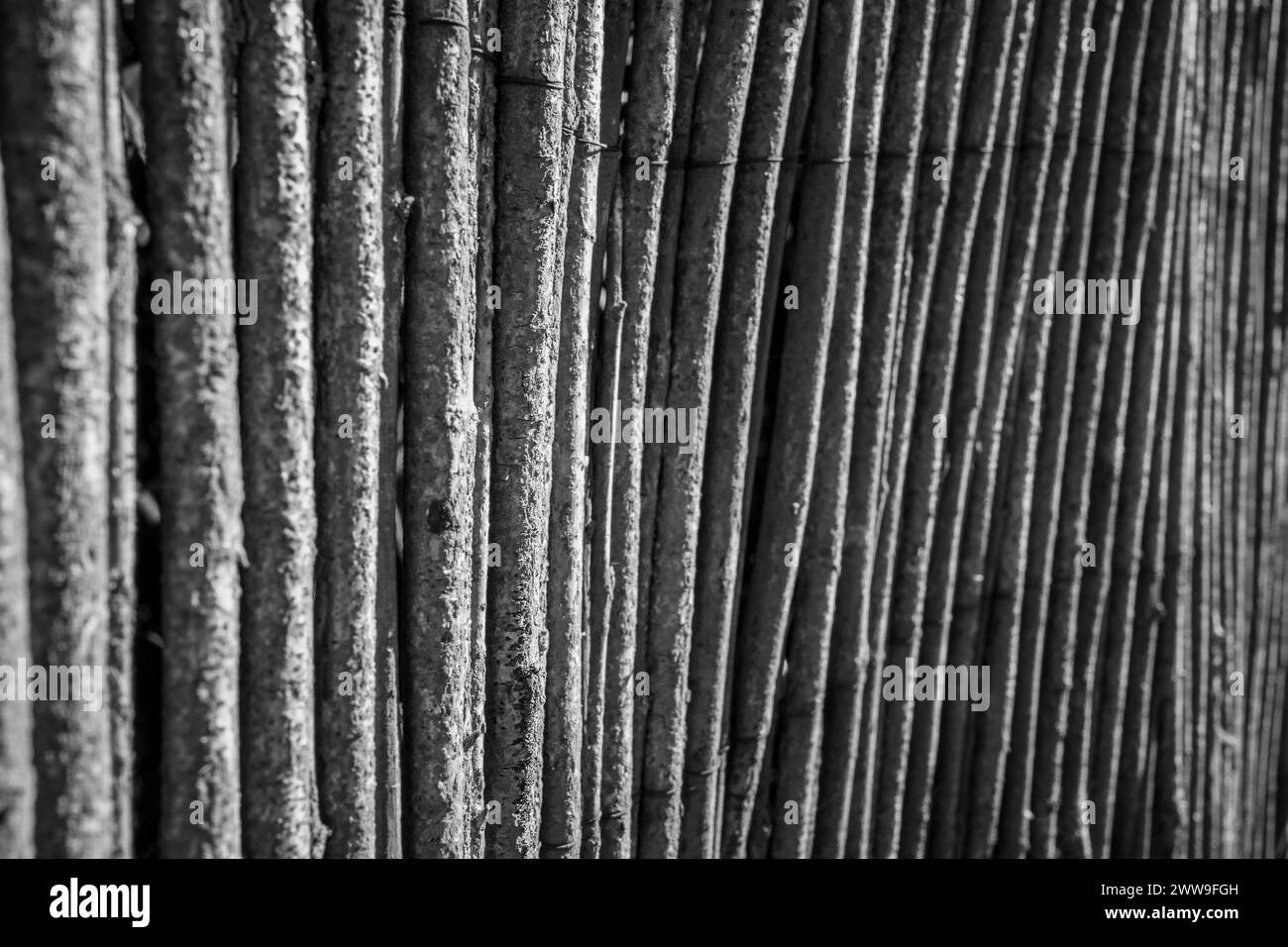 Reed structure Black and White Stock Photos & Images - Alamy