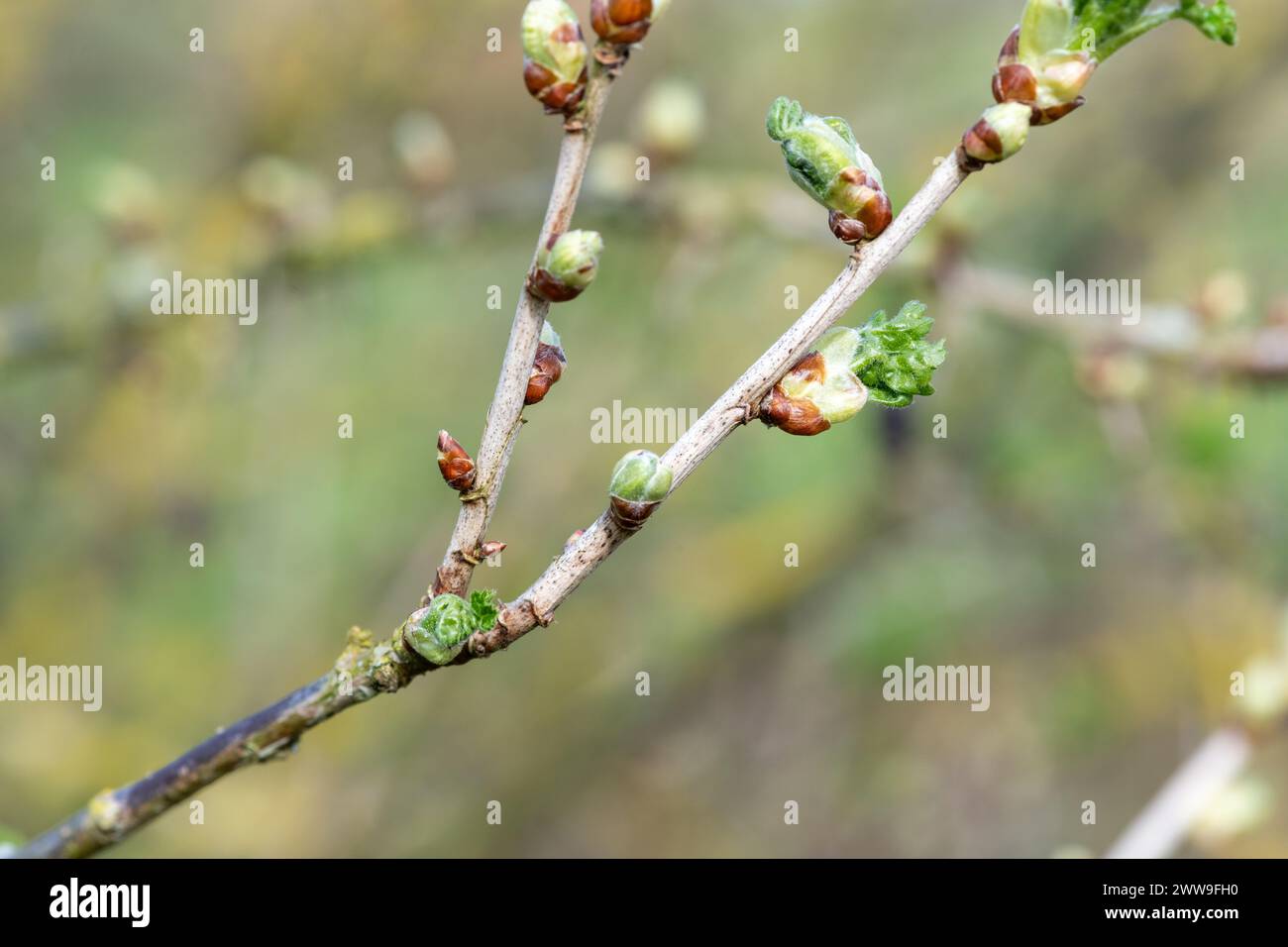 Close up of buds on a European gooseberry (ribes uva-crispa) bush Stock ...