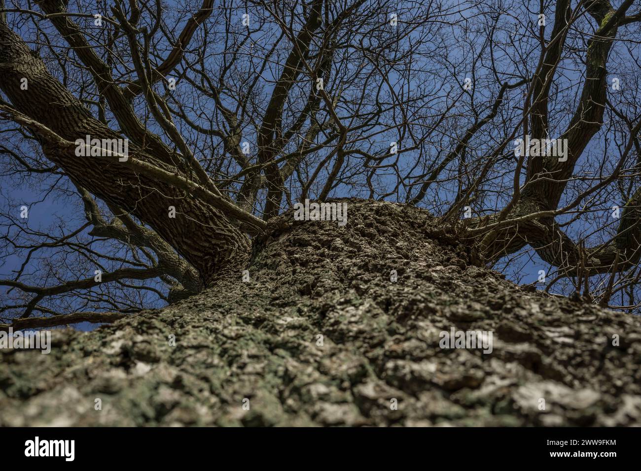 structure of an oak tree trunk Stock Photo - Alamy