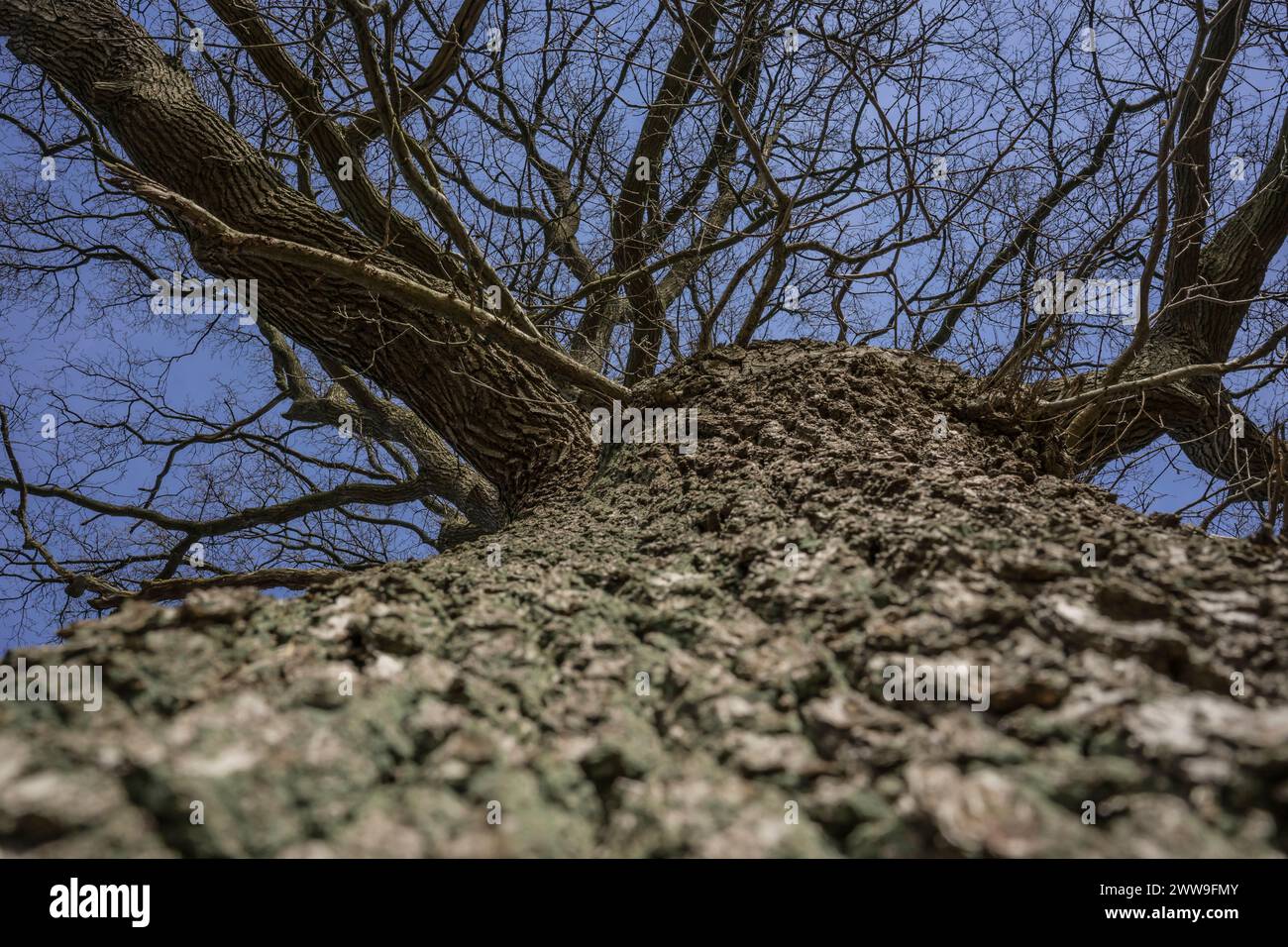 structure of an oak tree trunk Stock Photo - Alamy