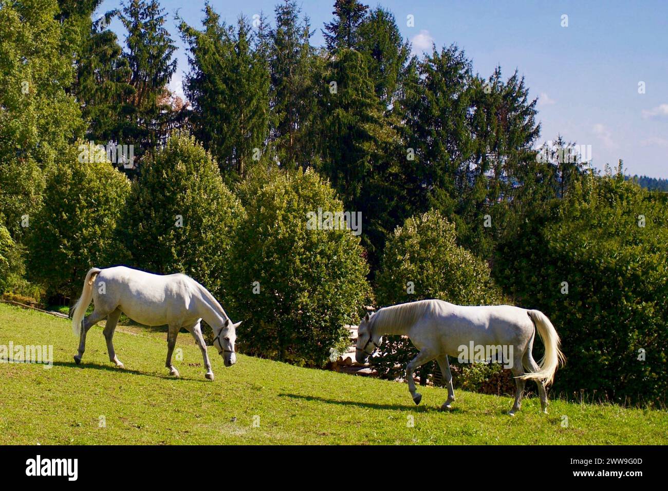 Lipizzaner stud farm piber hi-res stock photography and images - Alamy