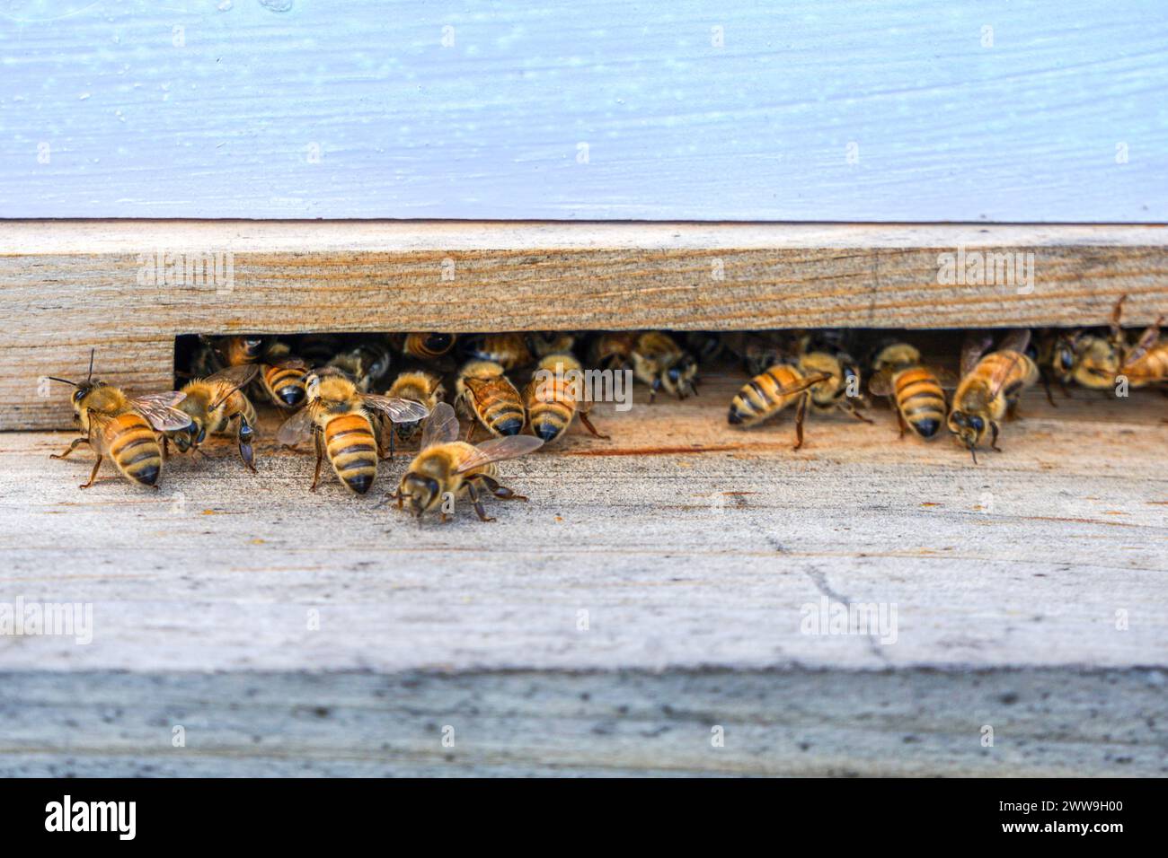 Honey bees return to a bee hive and enter and exit on its wooden ...