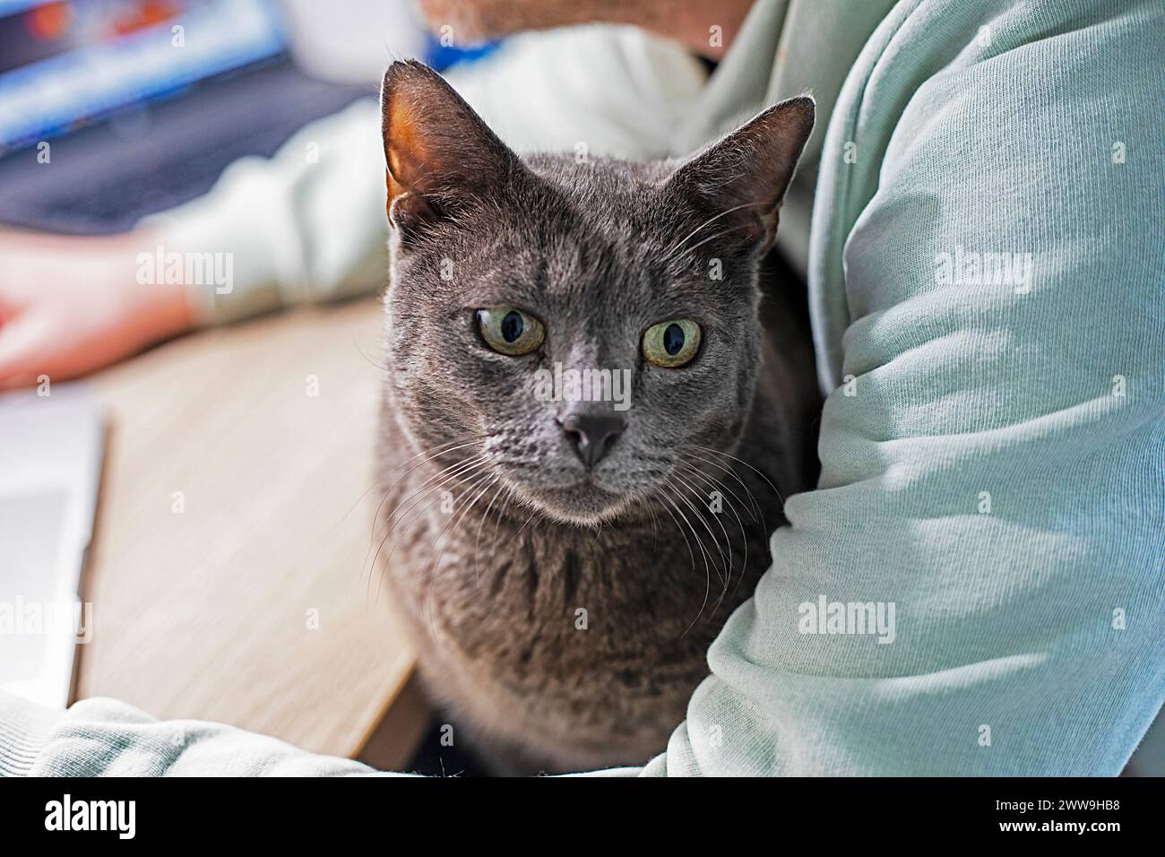 cute gray Burmese cat sitting in his arms Stock Photo - Alamy