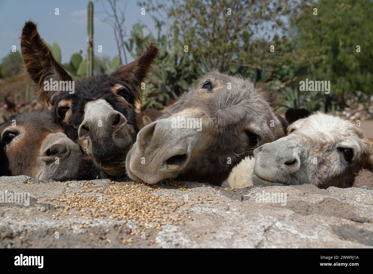 Otumba, Mexico. 21st Mar, 2024. Donkeys are seen in captivity in the ...
