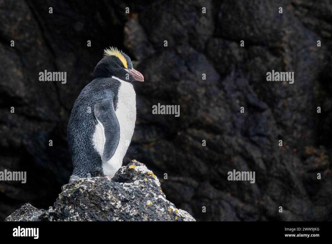 New Zealand, Subantarctic Islands, Campbell Island. Erect-crested ...