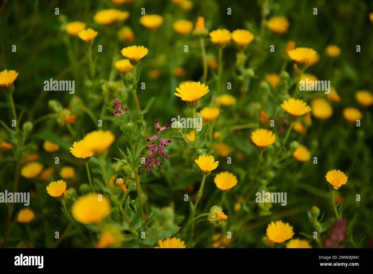 Floral background with medicinal calendula flowers in the field in the ...