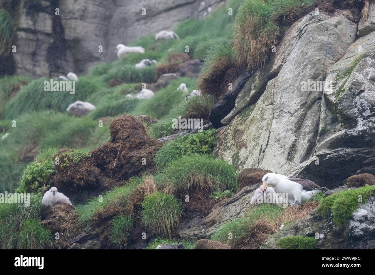 New Zealand, Subantarctic Islands, Campbell Island. Campbell albatross ...