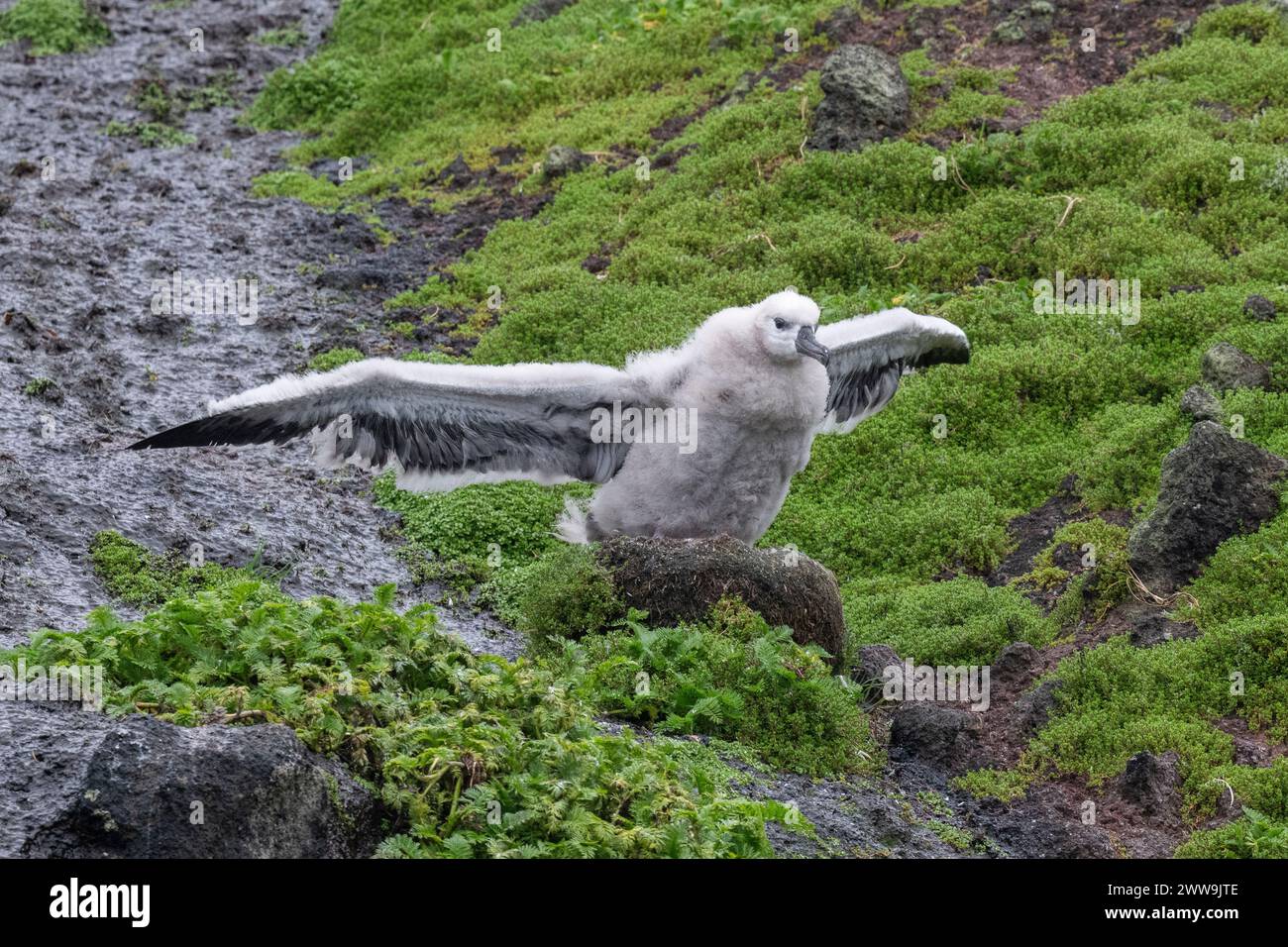 New Zealand, Subantarctic Islands, Campbell Island. Campbell albatross ...