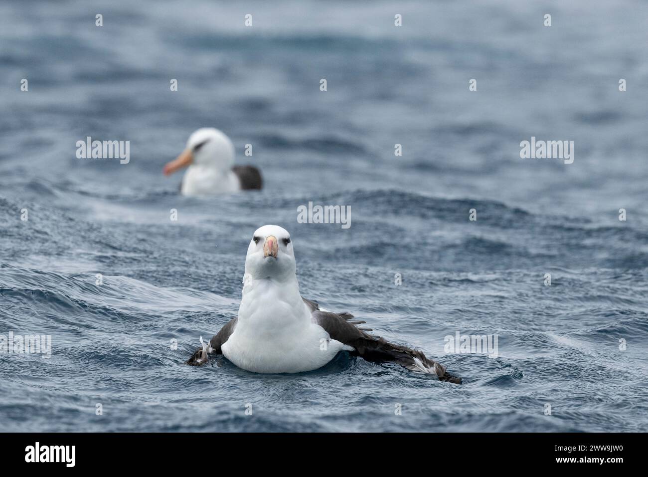 New Zealand, Subantarctic Islands, Campbell Island. Campbell albatross ...