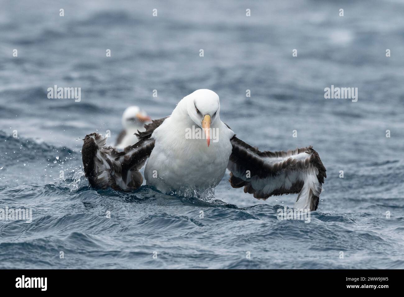 New Zealand, Subantarctic Islands, Campbell Island. Campbell albatross ...