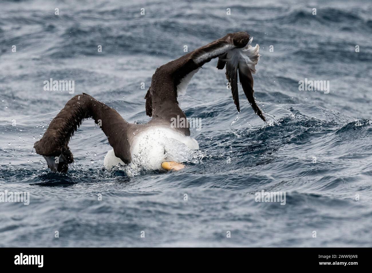 New Zealand, Subantarctic Islands, Campbell Island. Campbell albatross ...