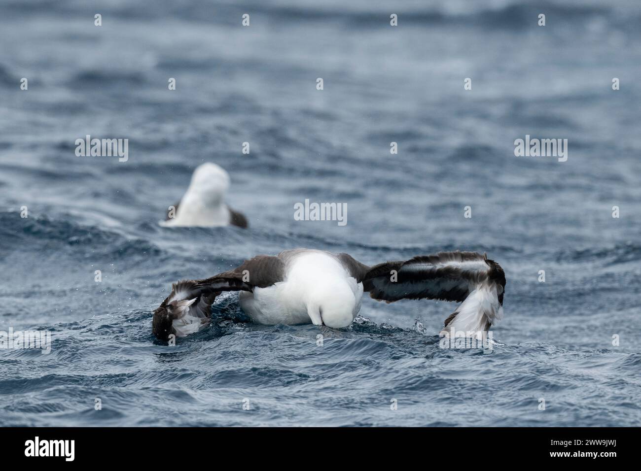New Zealand, Subantarctic Islands, Campbell Island. Campbell albatross ...