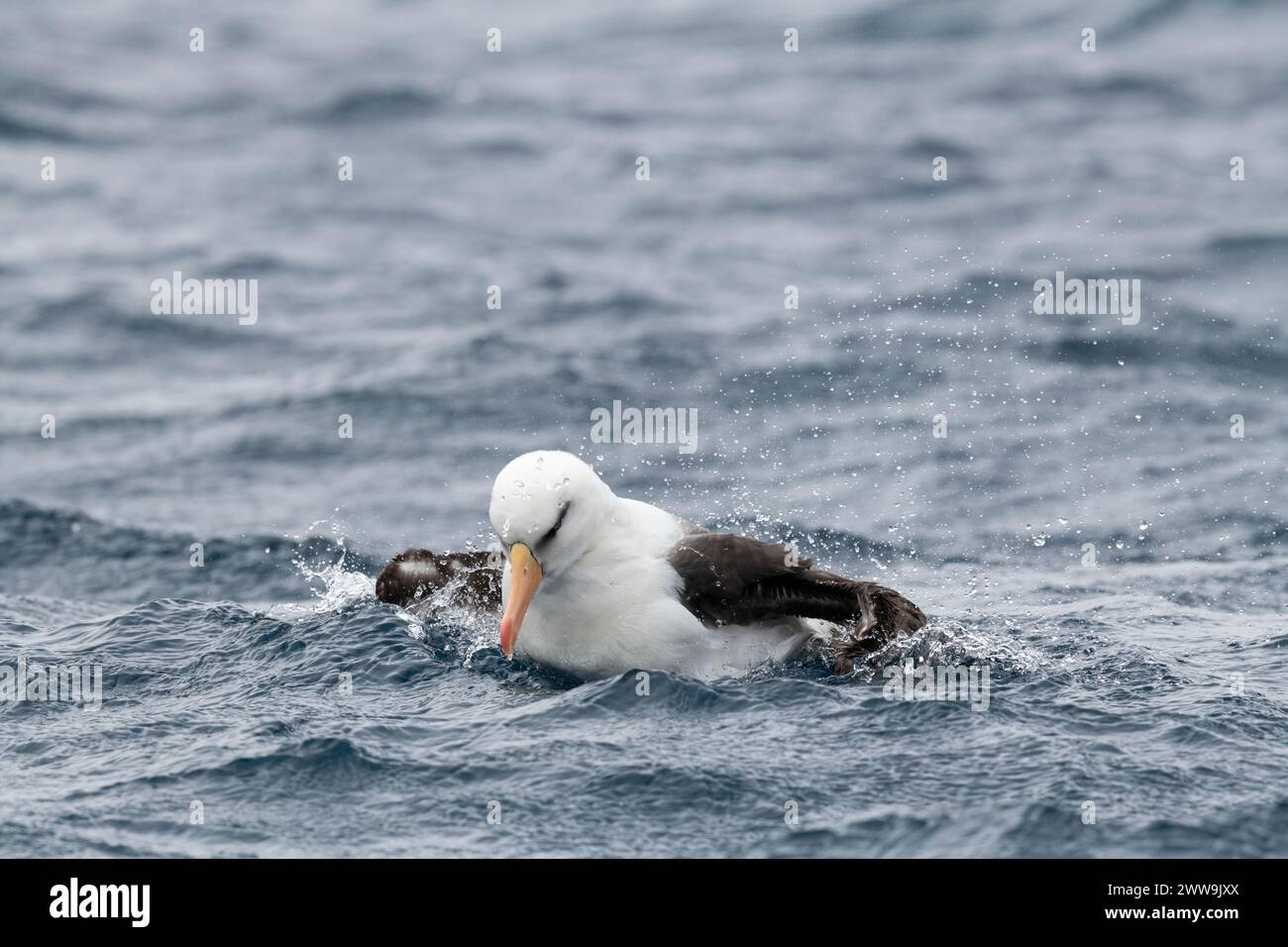 New Zealand, Subantarctic Islands, Campbell Island. Campbell albatross ...