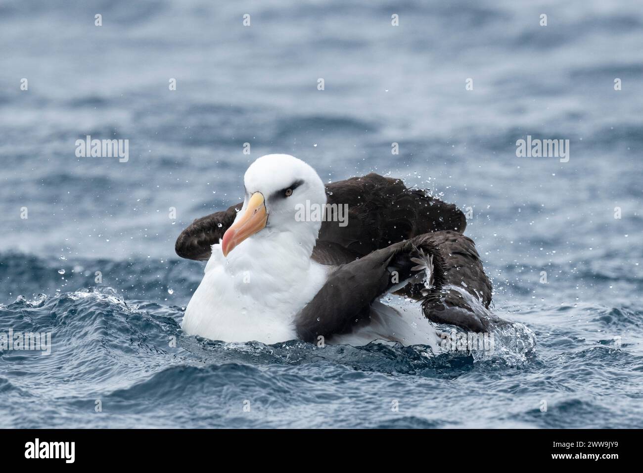 New Zealand, Subantarctic Islands, Campbell Island. Campbell albatross ...