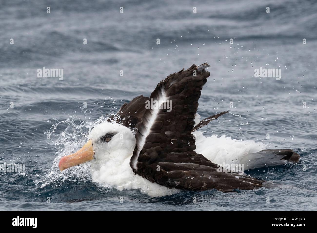 New Zealand, Subantarctic Islands, Campbell Island. Campbell albatross ...