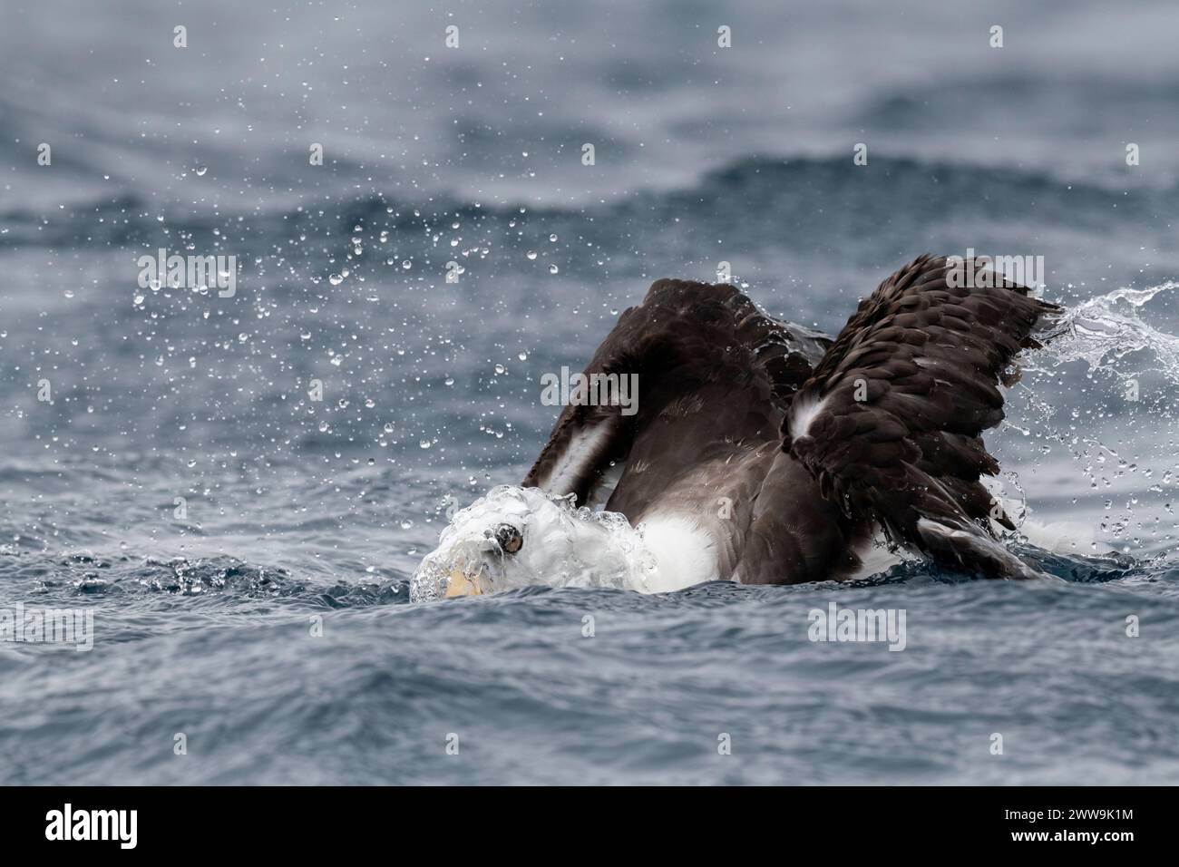 New Zealand, Subantarctic Islands, Campbell Island. Campbell albatross ...