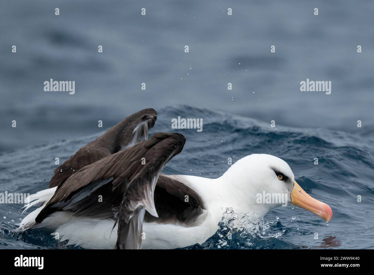 New Zealand, Subantarctic Islands, Campbell Island. Campbell albatross ...