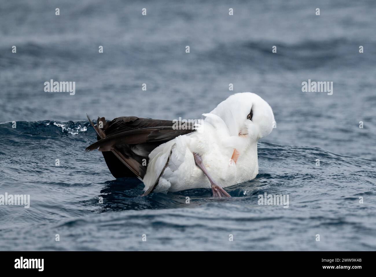 New Zealand, Subantarctic Islands, Campbell Island. Campbell albatross ...
