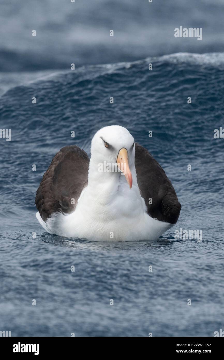 New Zealand, Subantarctic Islands, Campbell Island. Campbell albatross ...