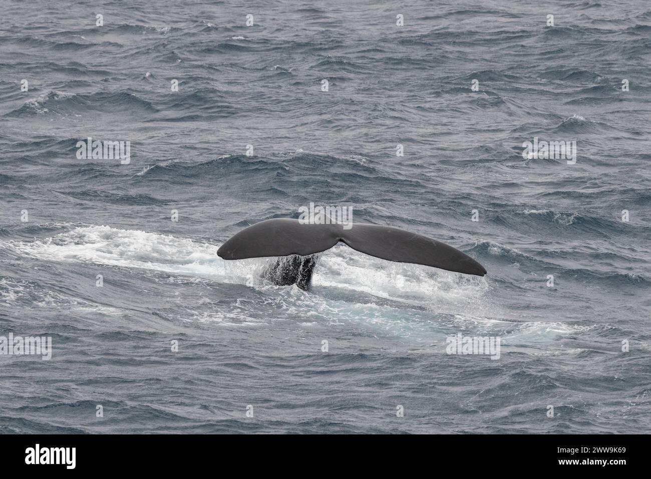 New Zealand, Subantarctic Islands. Off the coast of Campbell Island ...