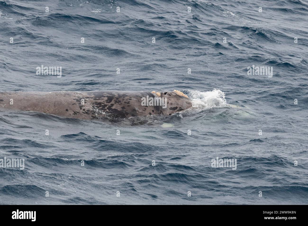 New Zealand, Subantarctic Islands. Off the coast of Campbell Island ...