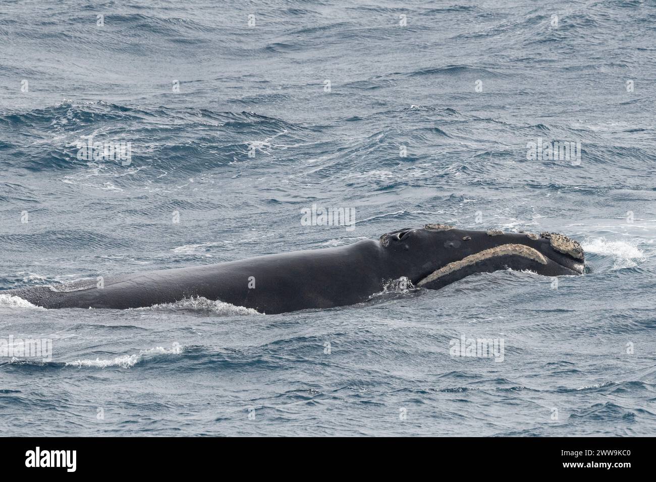New Zealand, Subantarctic Islands. Off the coast of Campbell Island ...