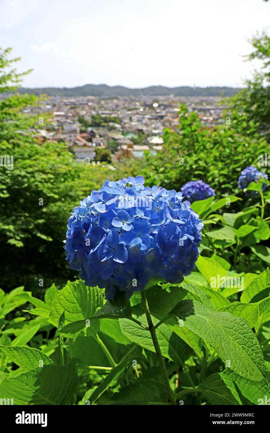 Blue hydrangeas blooming on a hill overlooking the town of Kamakura Stock Photo - Alamy