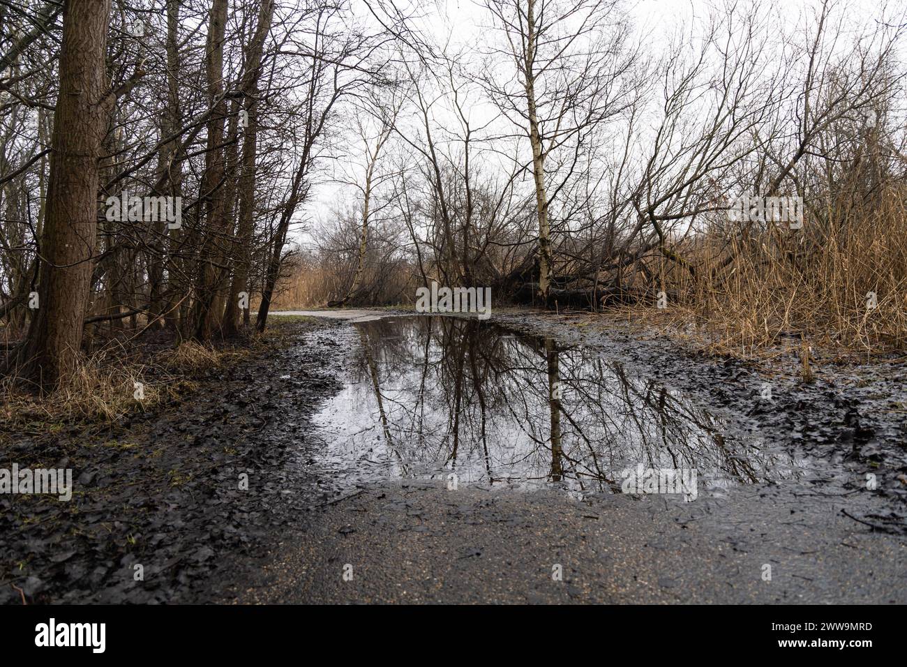 Large puddle on asphalt hi-res stock photography and images - Alamy
