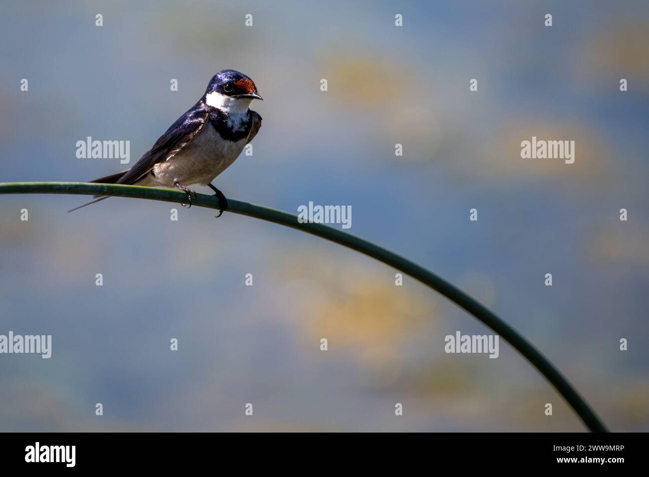Indigenous flora fauna hi-res stock photography and images - Alamy