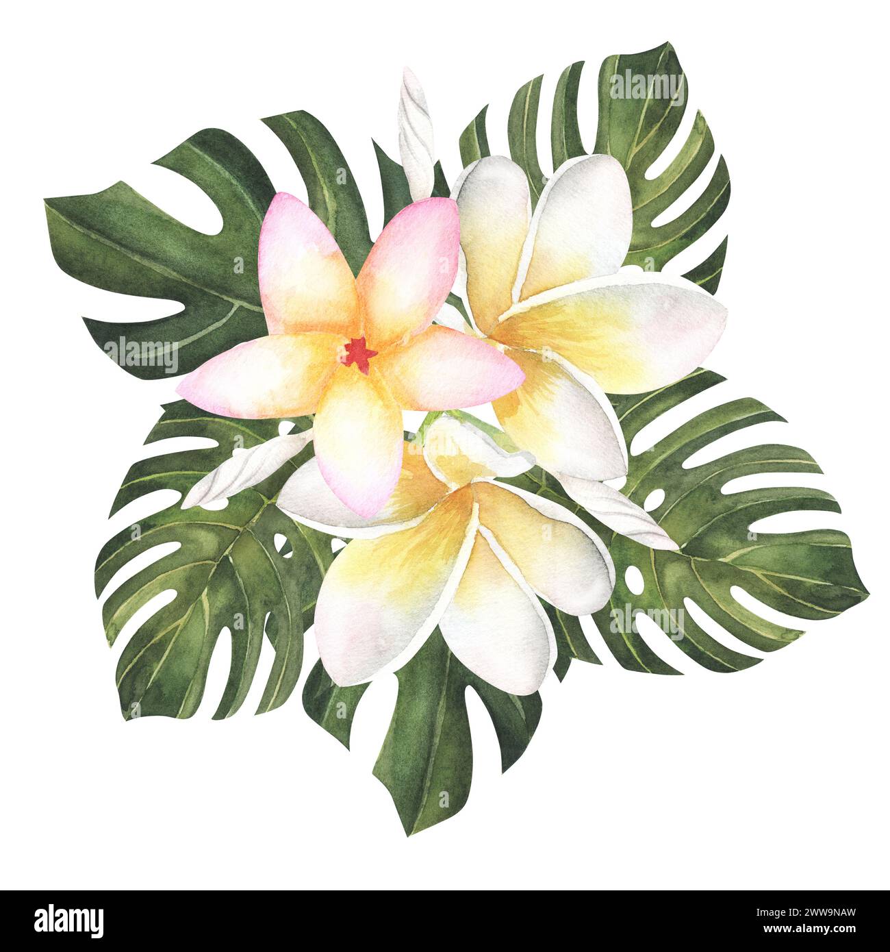Plumeria or Frangipani or Temple tree flower. Close up single pink-red ...