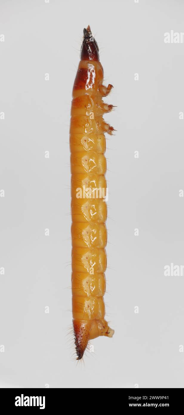 Wireworm, larva of Mouse grey Click Beetle (Agrypnus murinus ...