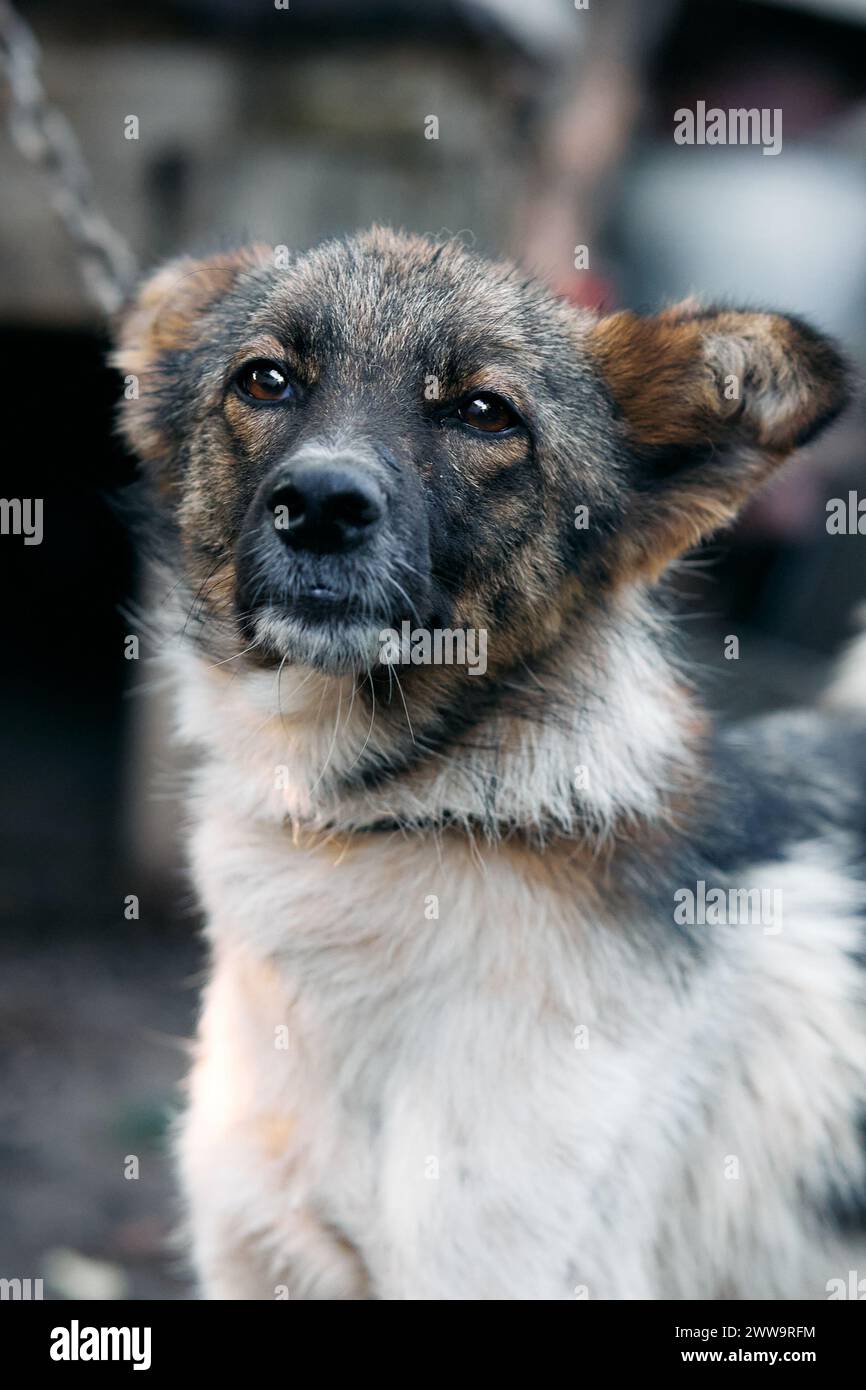 A pet dog poses for the camera. Small spotted dog close-up Stock Photo ...