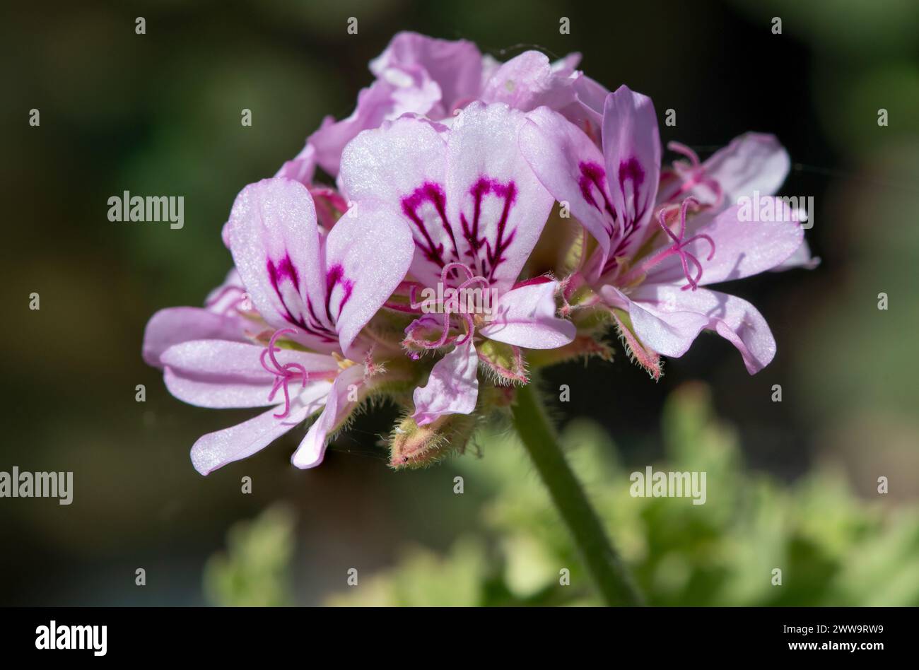 Macro shot of sweet scented geranium (pelargonium graveolens) flowers ...