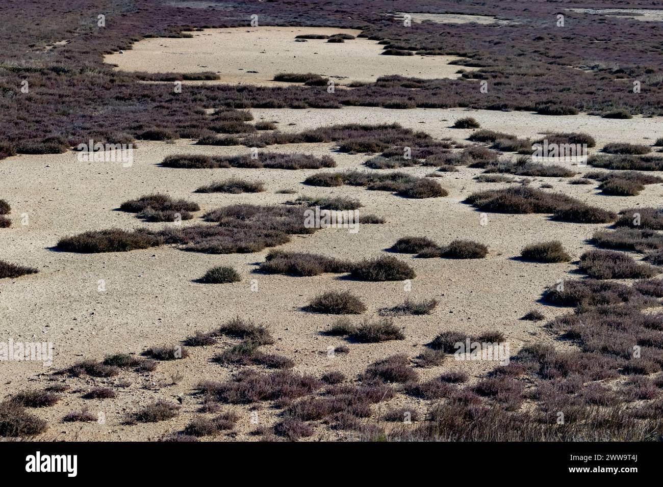 plants that grow on salt pools while there is no sea in them Stock ...