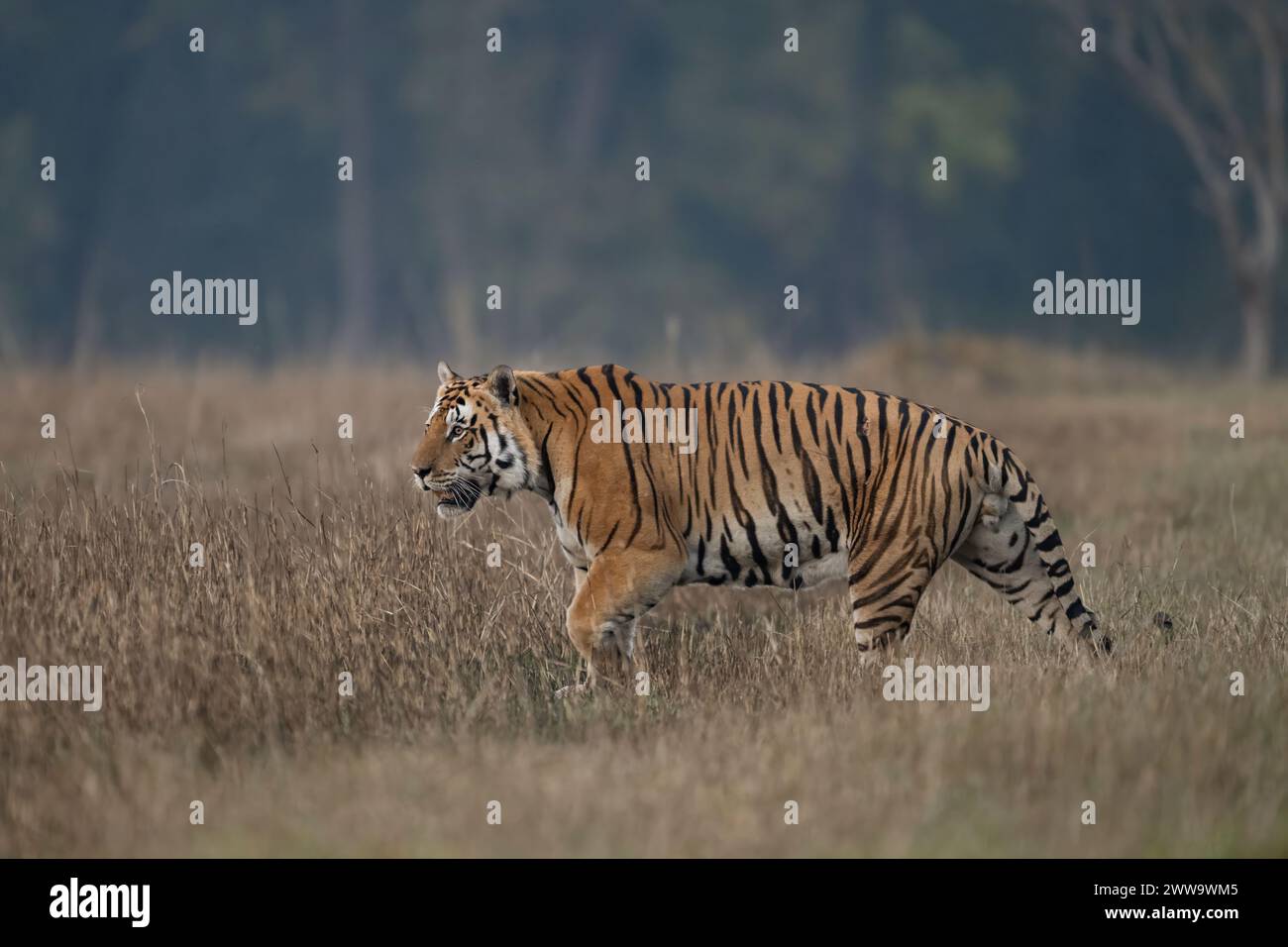 Large tiger known as T46 (Bhaisanghat male) taken in February 2024 ...