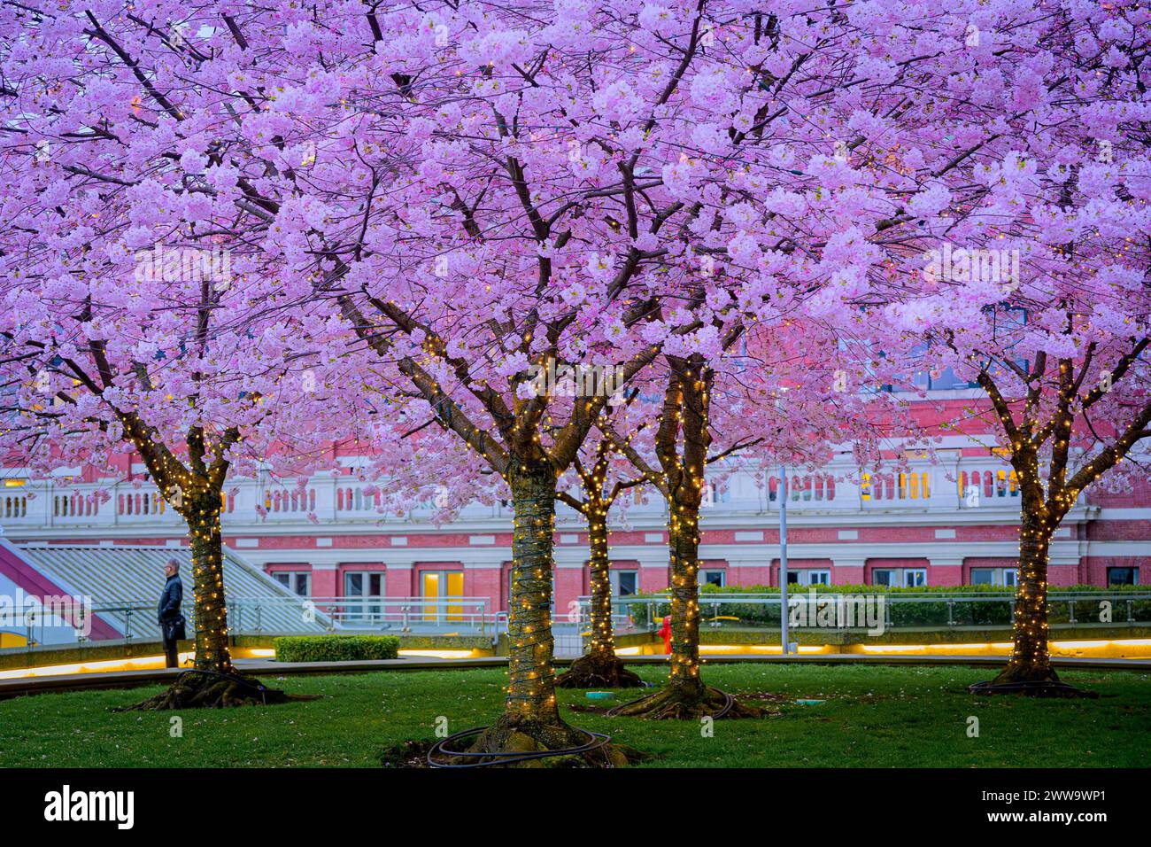 Early Spring bloom, Cherry trees, Vancouver, British Columbia, Canada ...