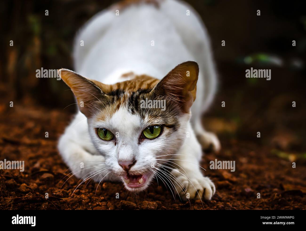 Beautiful domestic cat in outdoor Stock Photo - Alamy