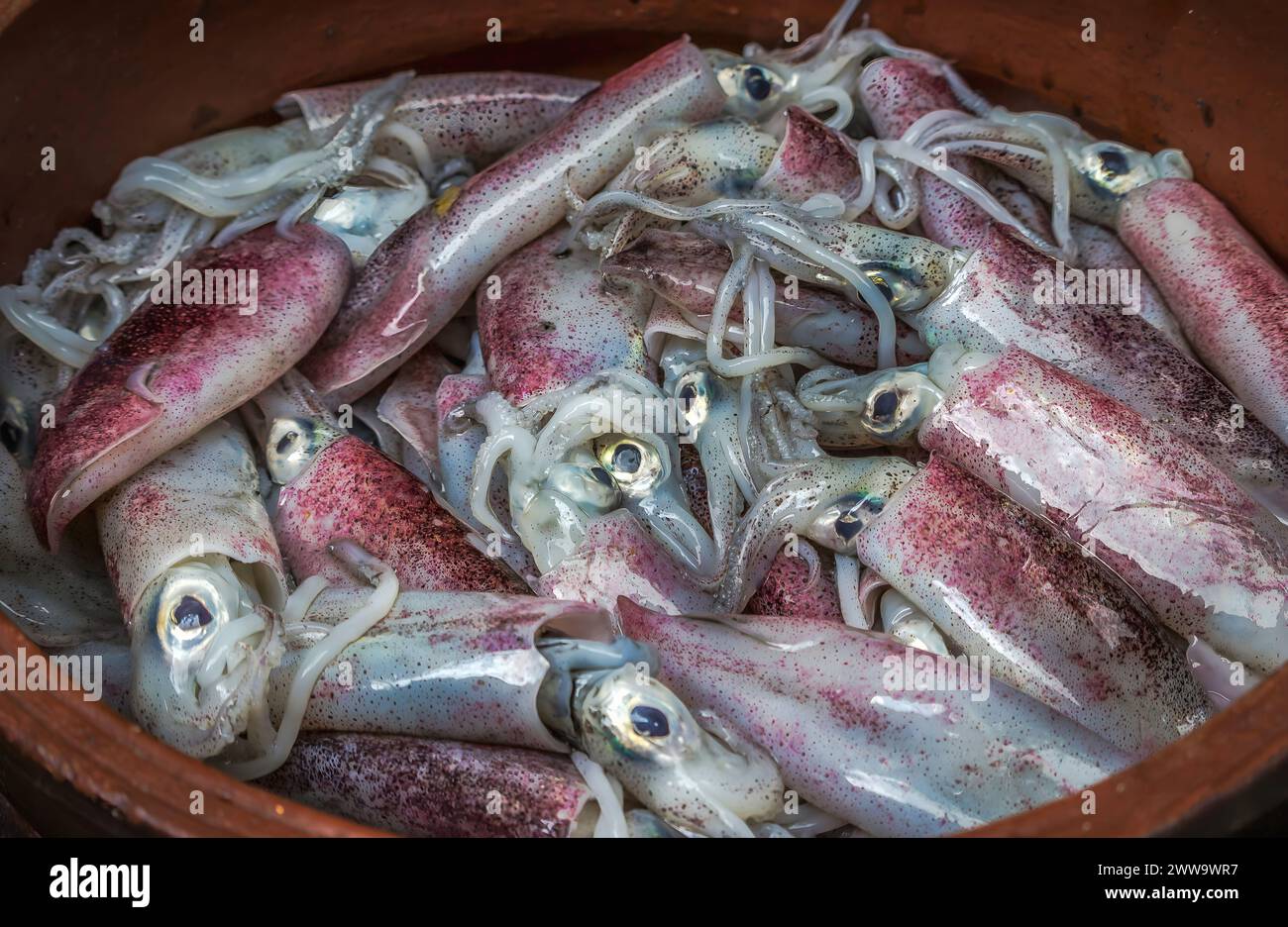 Squid seafood tentacle invertebrate hi-res stock photography and images ...