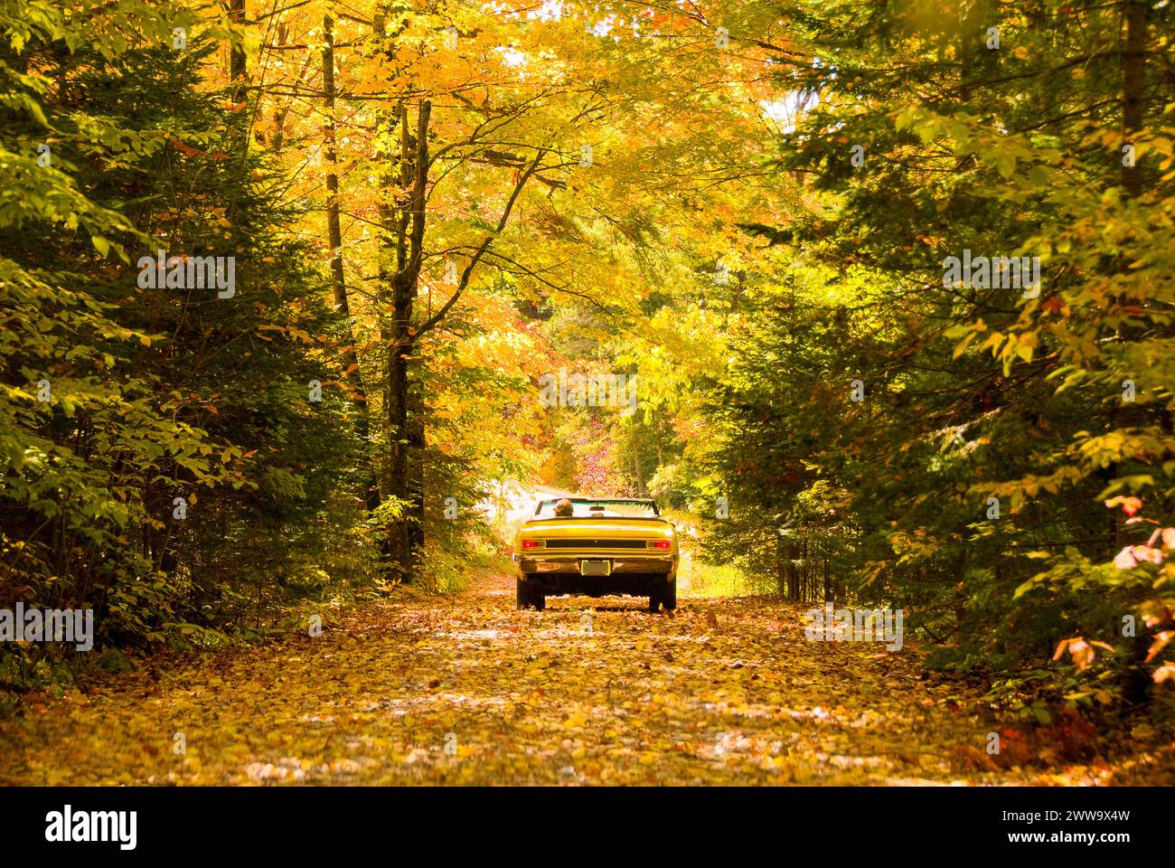 Classic car fall colors hi-res stock photography and images - Alamy