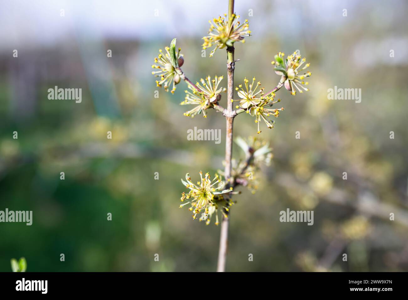 Forestiera acuminata, known as eastern swamp privet, blooming in spring ...