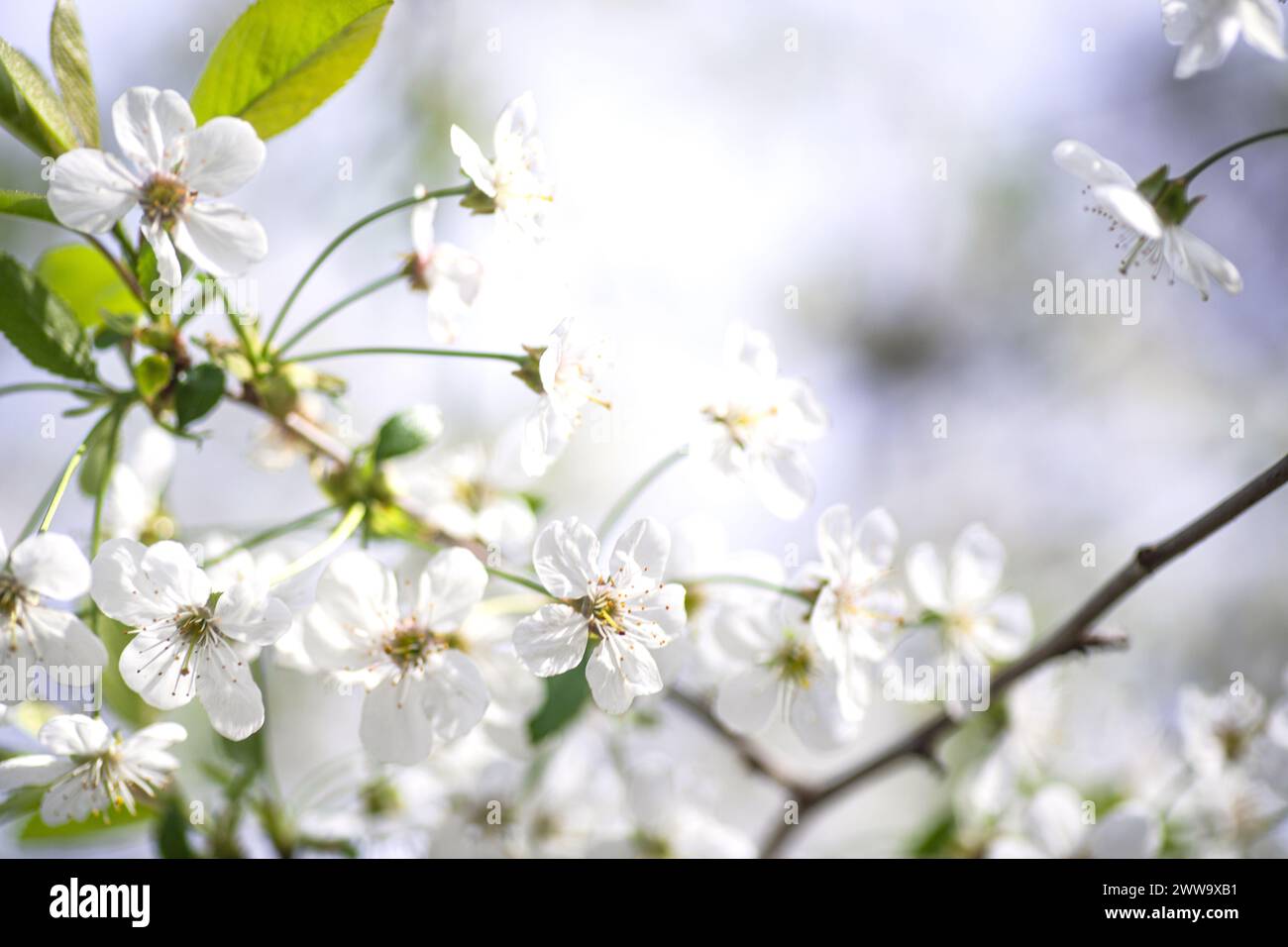 Delicate cherry blossoms in full bloom, symbolizing the affectionate ...