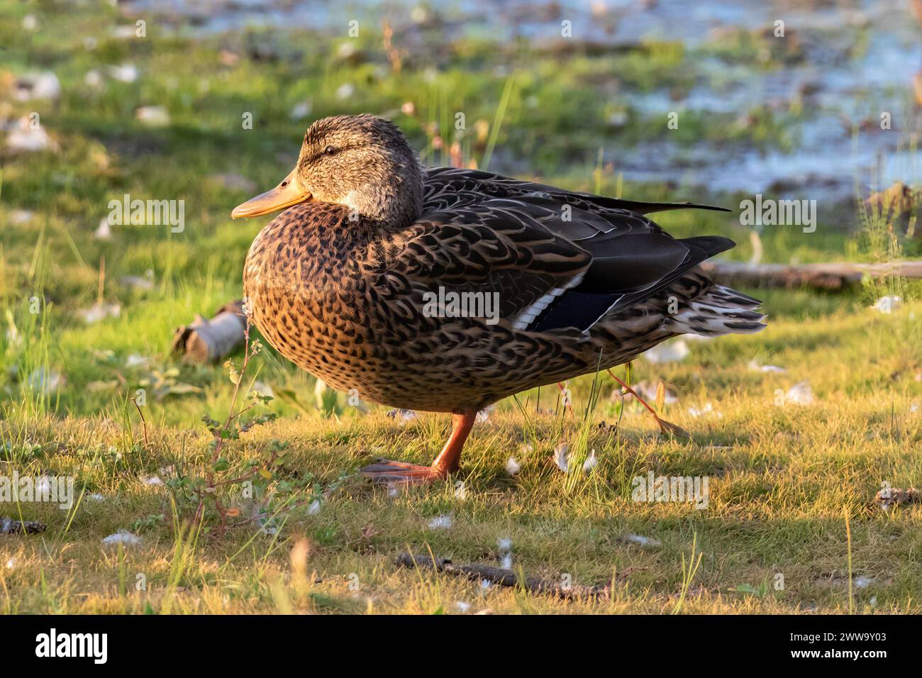 Female mallard duck (Anas platyrhynchos) standing on the edge of a lake ...