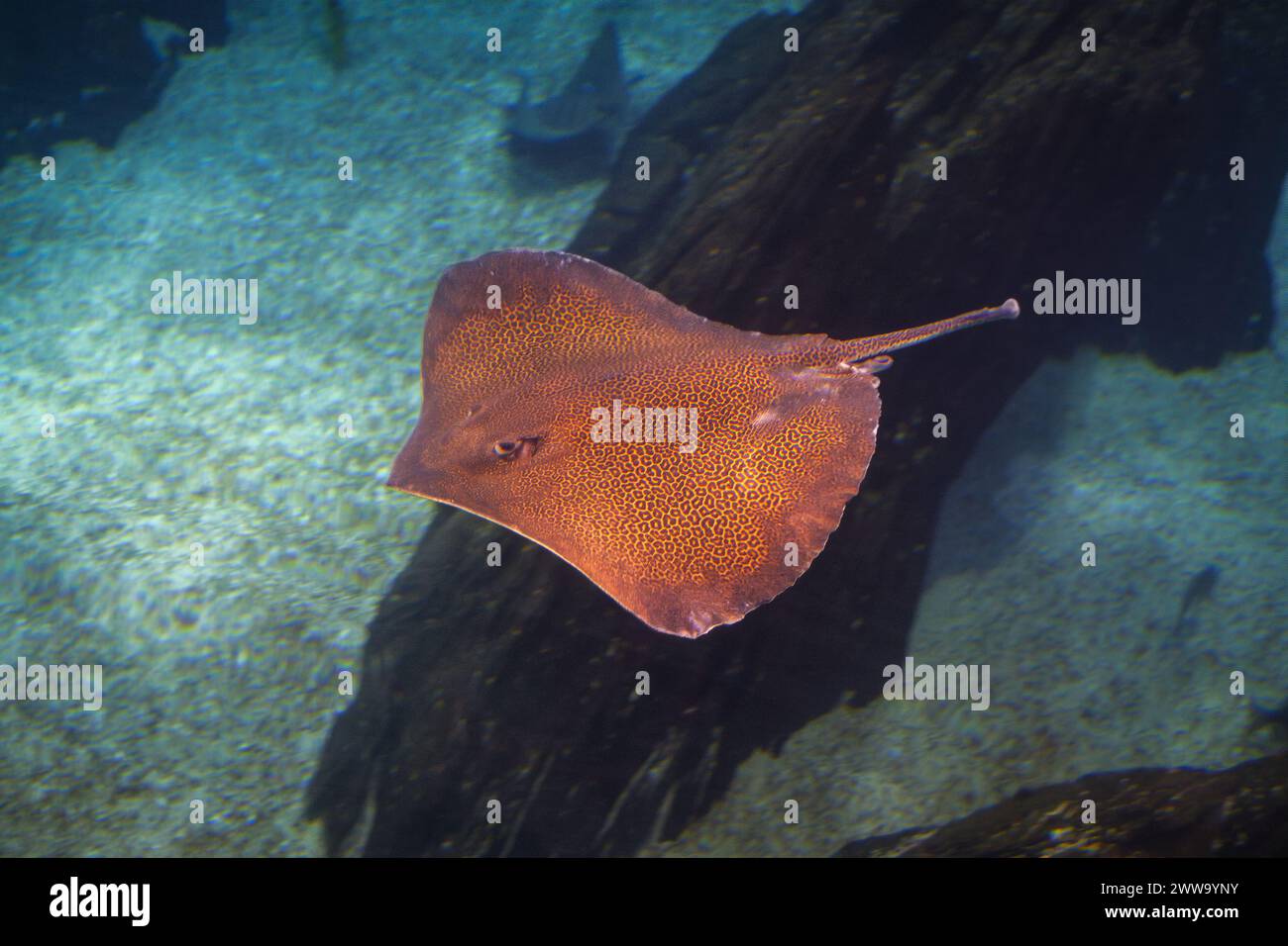 Honeycomb whipray Himantura Undulata stingray Stock Photo - Alamy