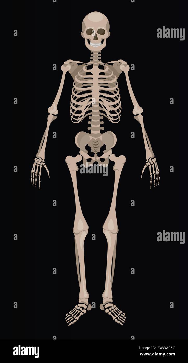 A detailed Illustration of the Skeletal System against on dark ...