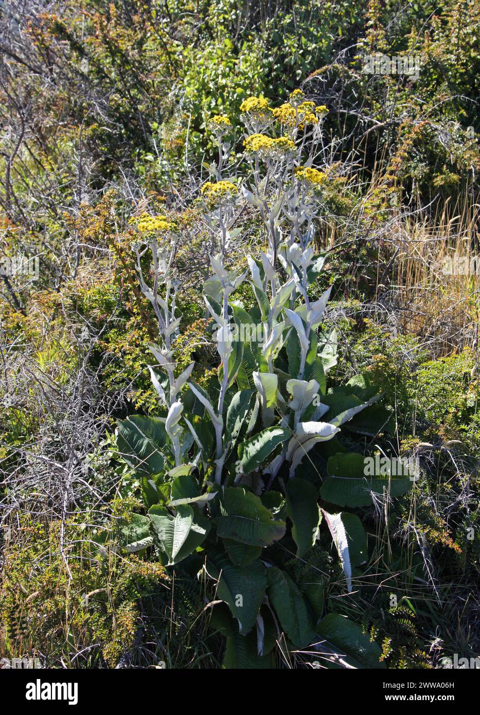 Senecio oerstedianus, Asteraceae. Irazú Volcano National Park, Costa ...