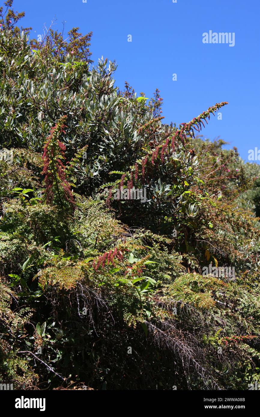 Coriaria ruscifolia subsp. microphylla, Coriariaceae. Irazu Volcano ...